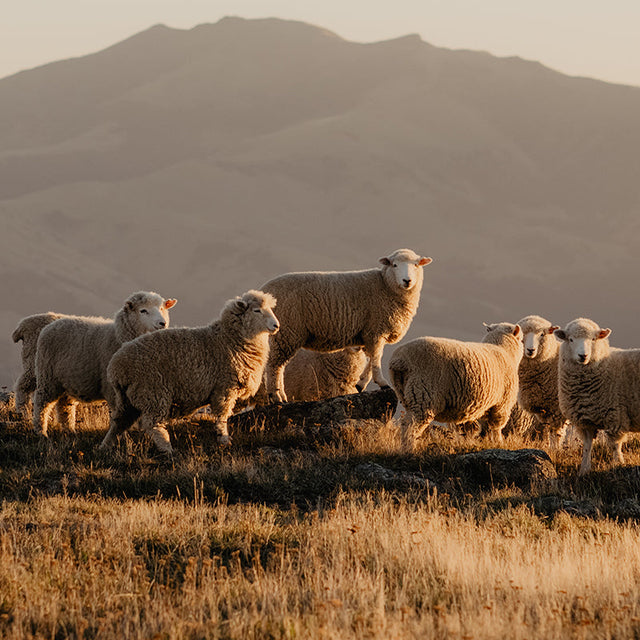 Blanc Bonnet - Bonnet Français - Bonnet made in France